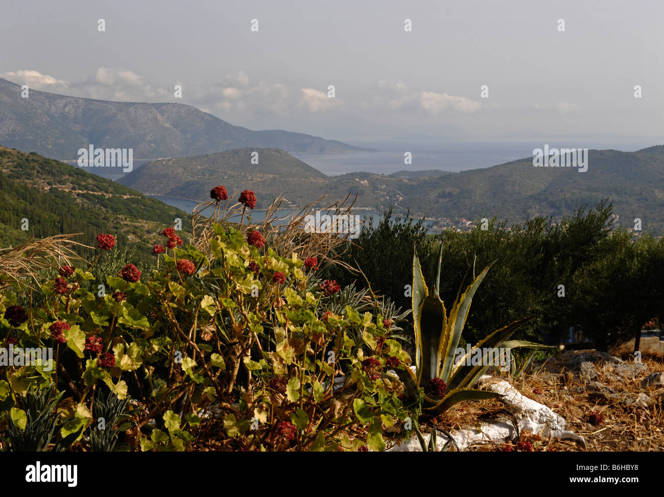 Flowers bloom on the Greek island of Ithaca Stock Photo - Alamy