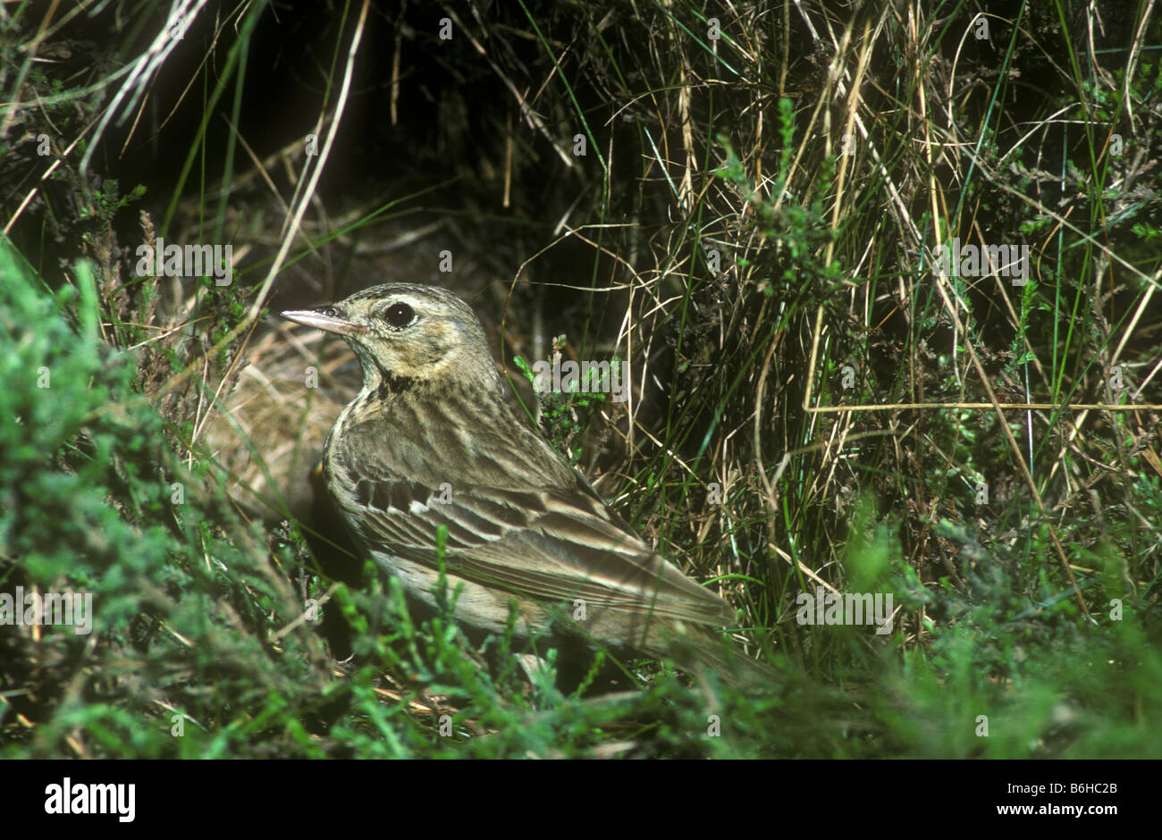 Passerine ground nest hi-res stock photography and images - Alamy