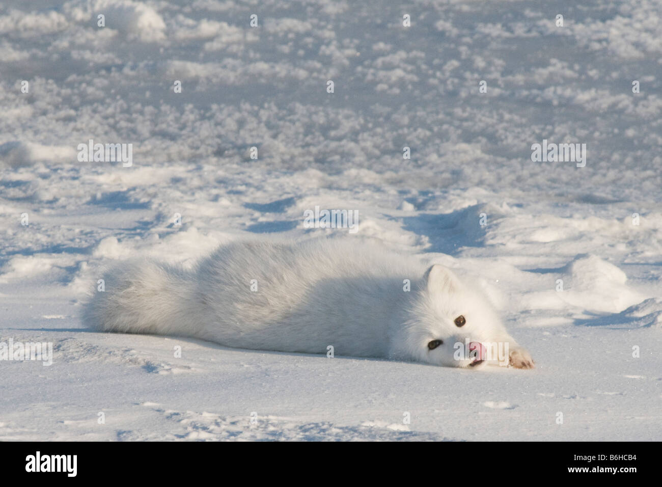 Rolling Around In Snow High Resolution Stock Photography and Images - Alamy