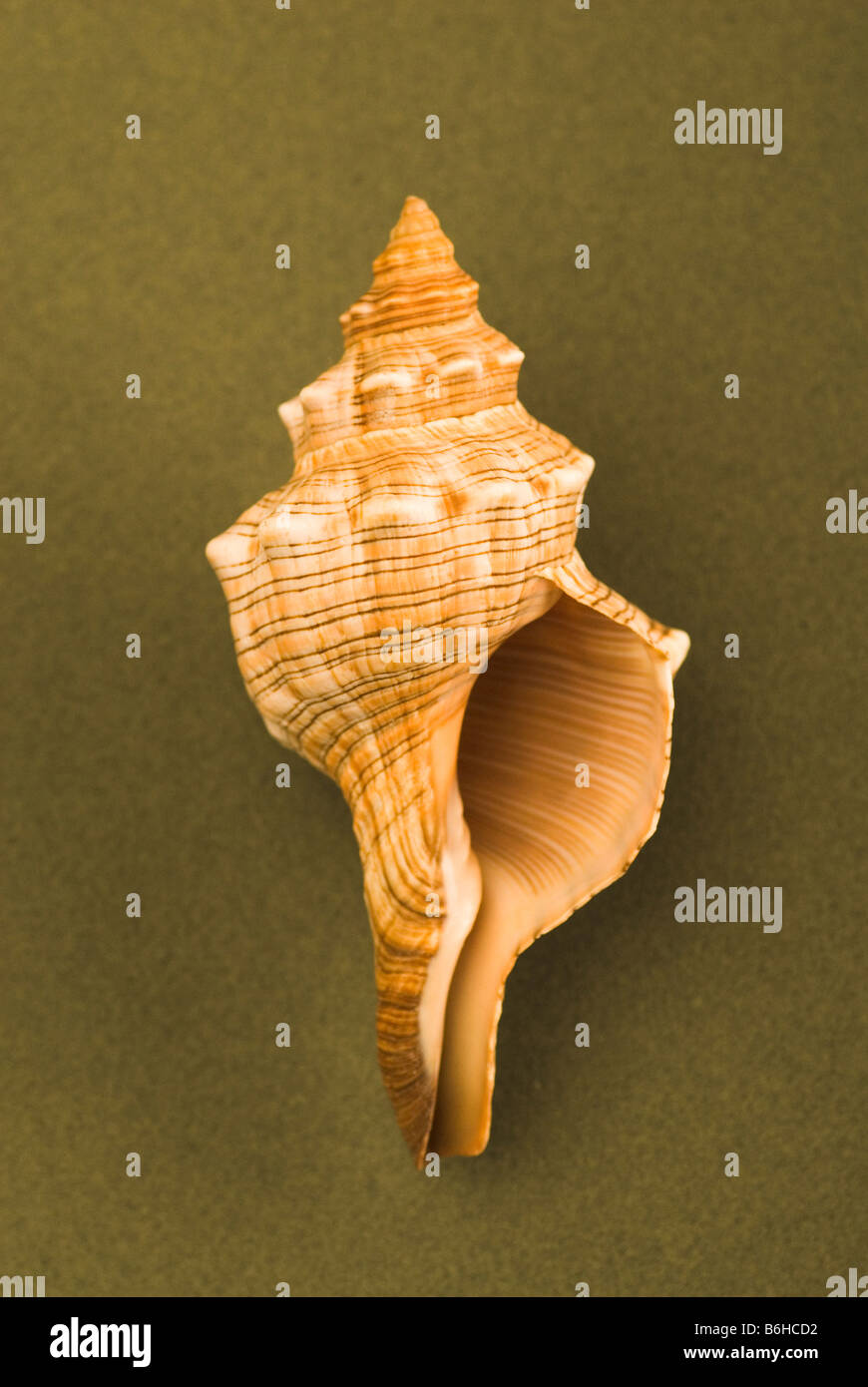 Seashell studio hi-res stock photography and images - Alamy