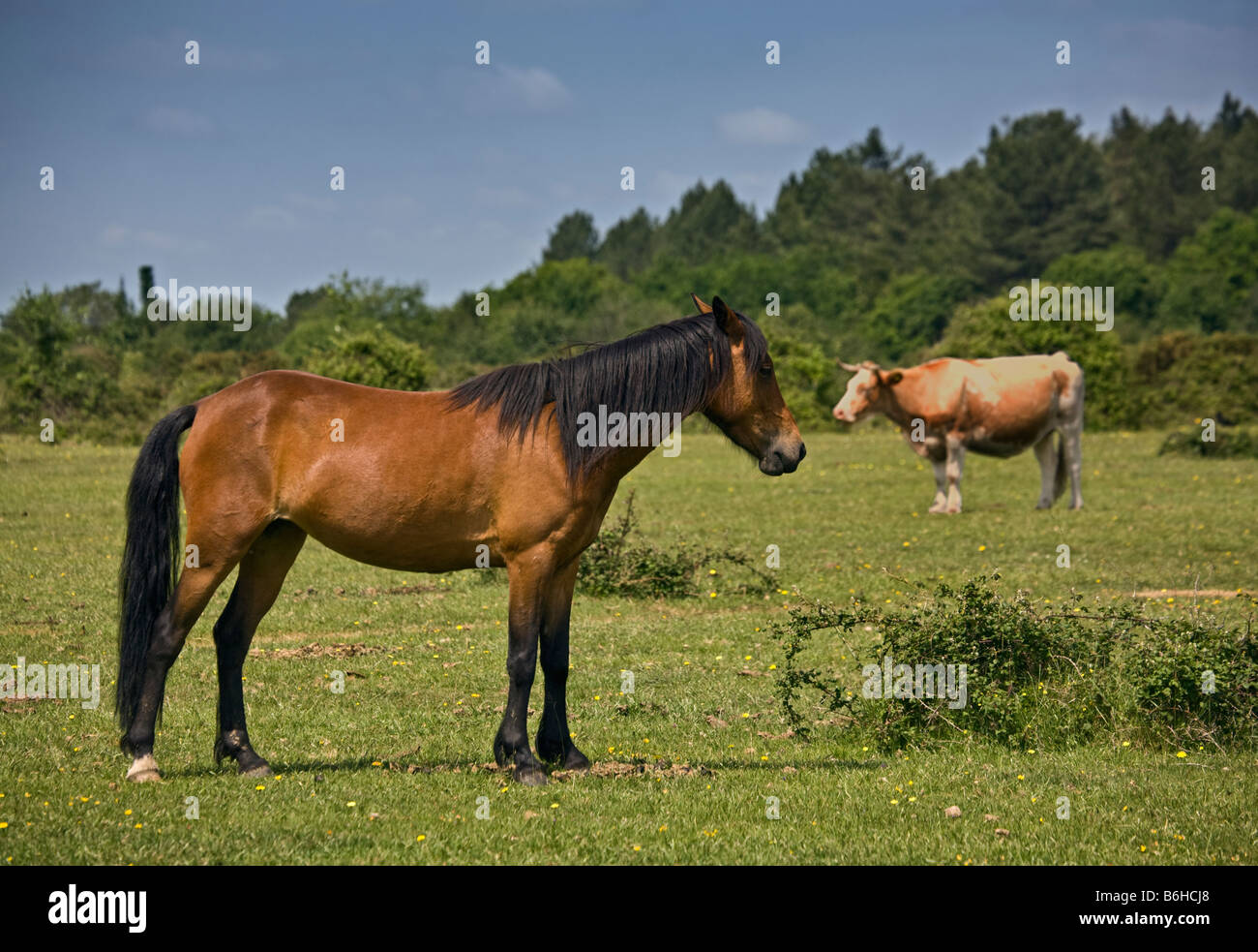Cow pony hi-res stock photography and images - Alamy
