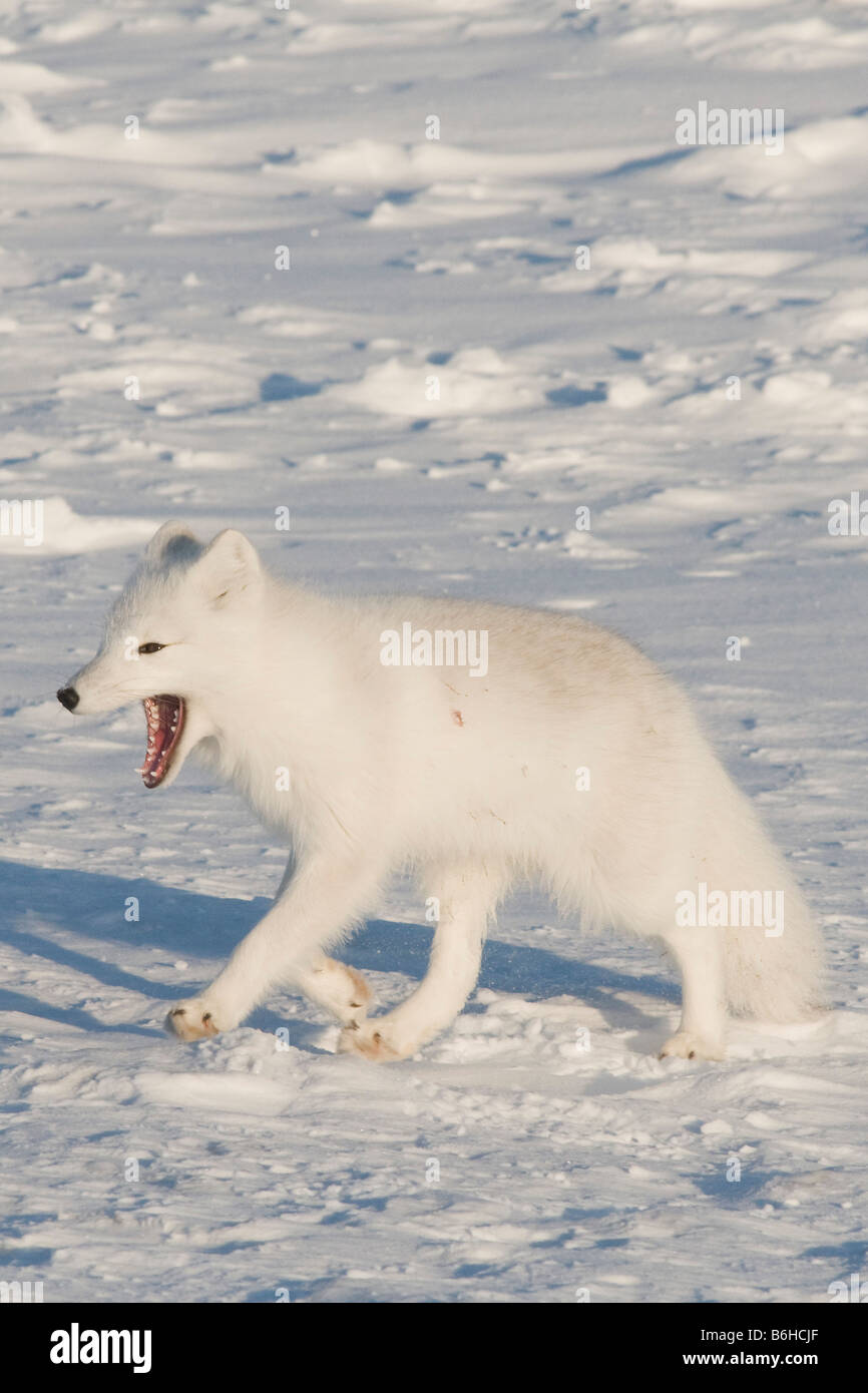 Arctic fox alopex lagopus yawning hi-res stock photography and images ...