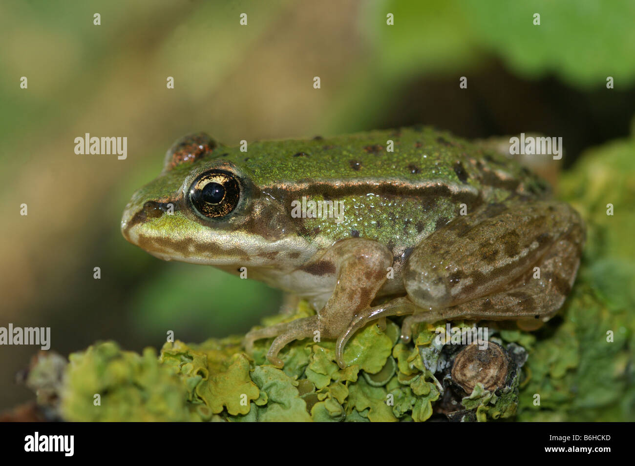 Green pool frog - Rana lessonae ( Pelophylax lessonae Stock Photo - Alamy
