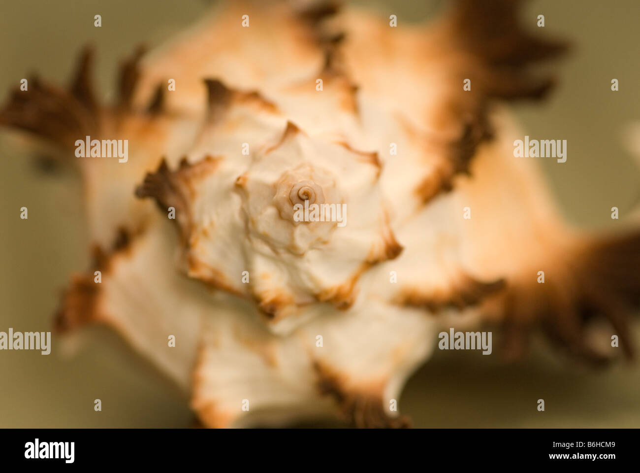 Murex shell hi-res stock photography and images - Alamy