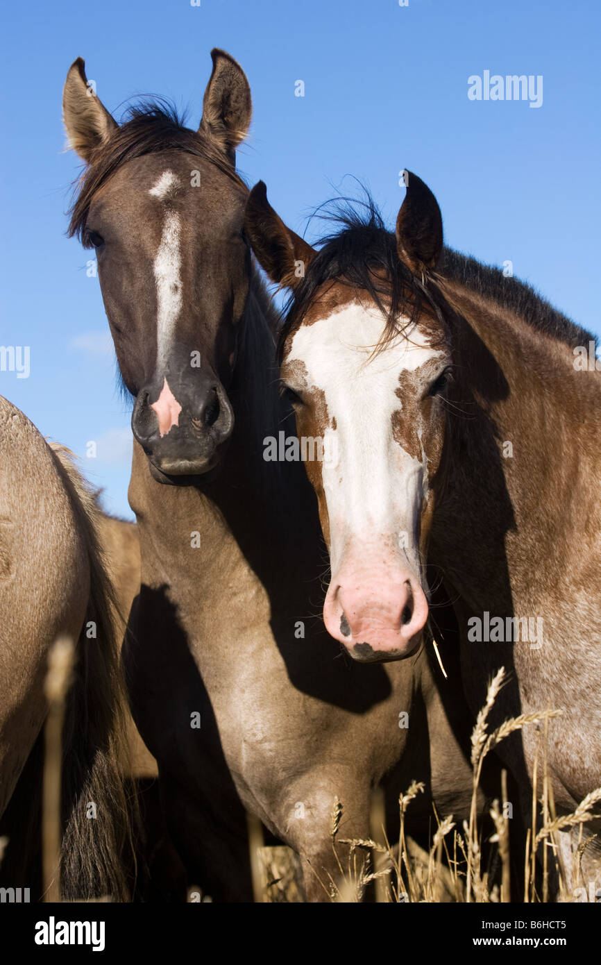Criollos hi-res stock photography and images - Alamy