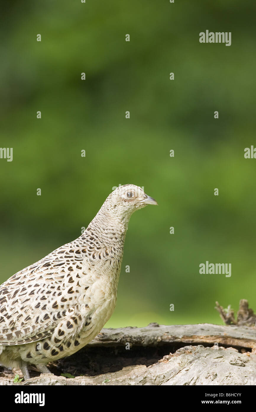 Female Pheasant Sitting on Tree Stump "Phasianus colchicus Stock Photo ...