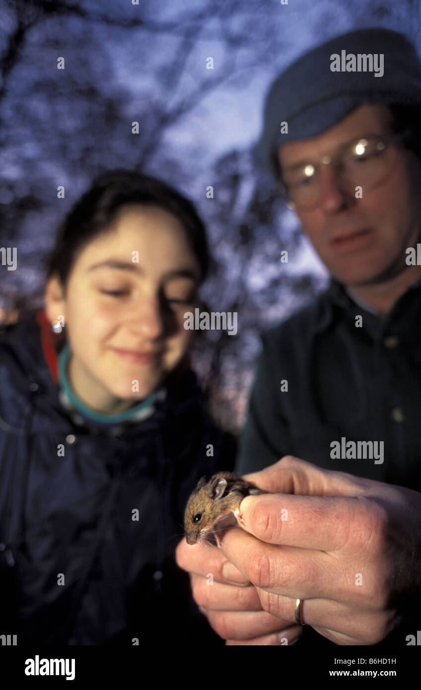 Wood mouse or long tailed field mouse in the hand Stock Photo - Alamy