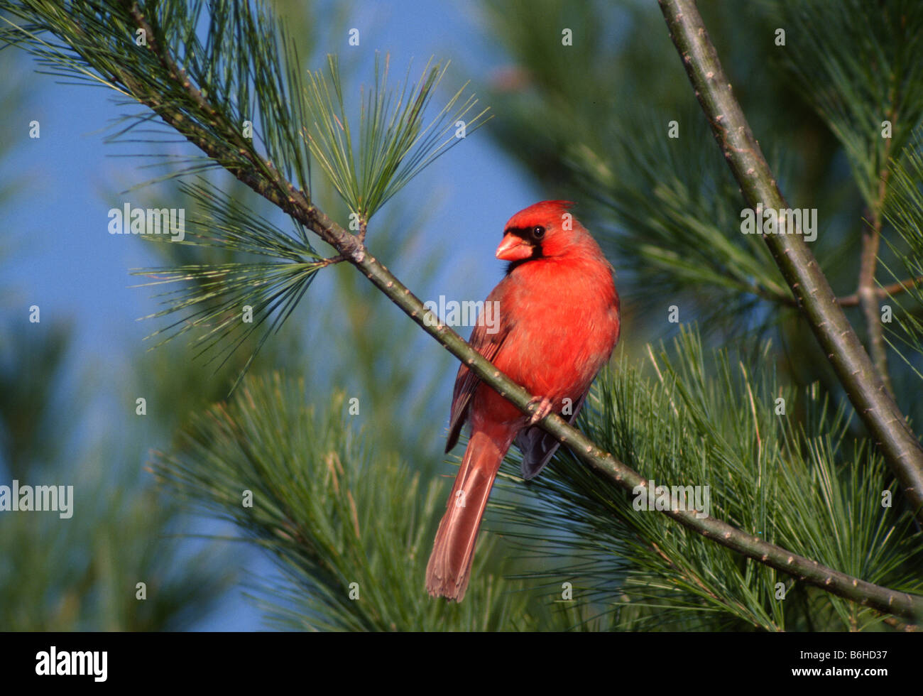 Northern Cardinal (Cardinalis cardinalis) male Stock Photo - Alamy