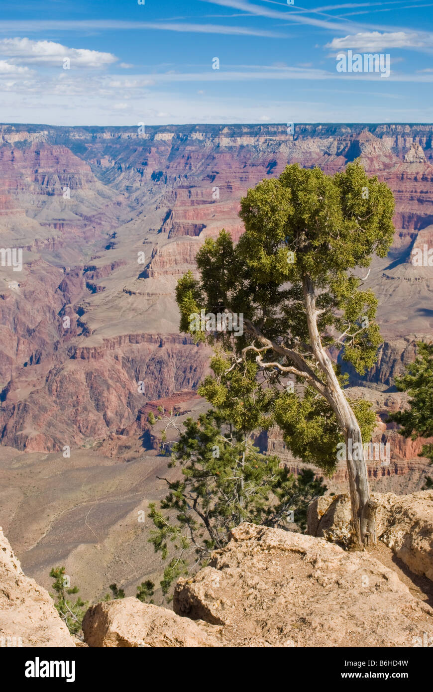 Cedar tree on rock promontory extending into the south rim of the Grand ...