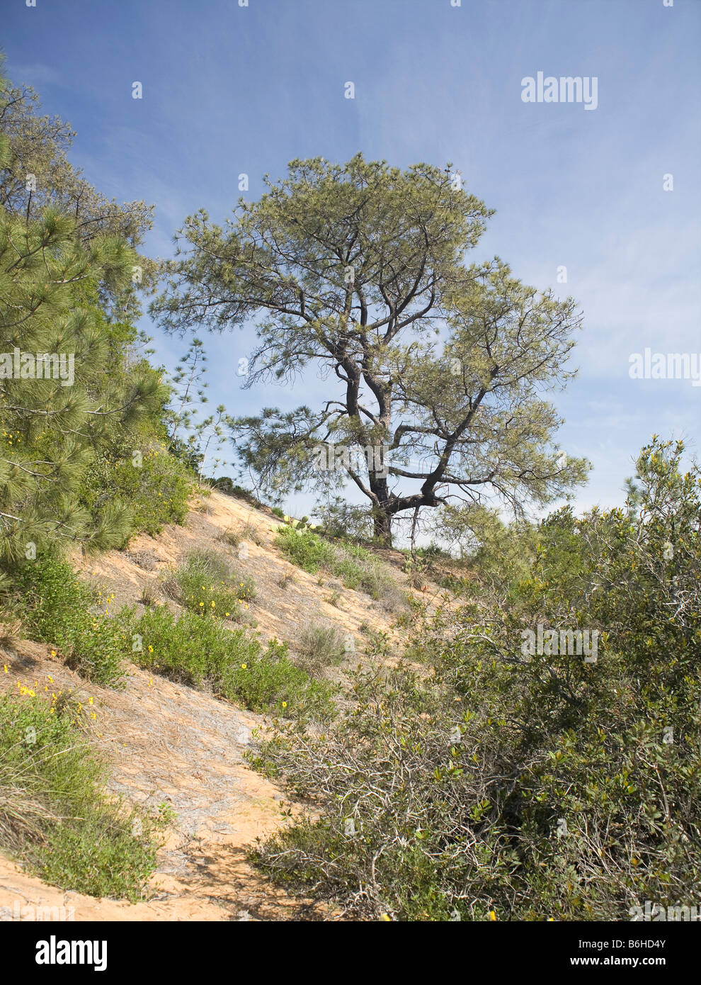 Rare pine tree hi-res stock photography and images - Alamy