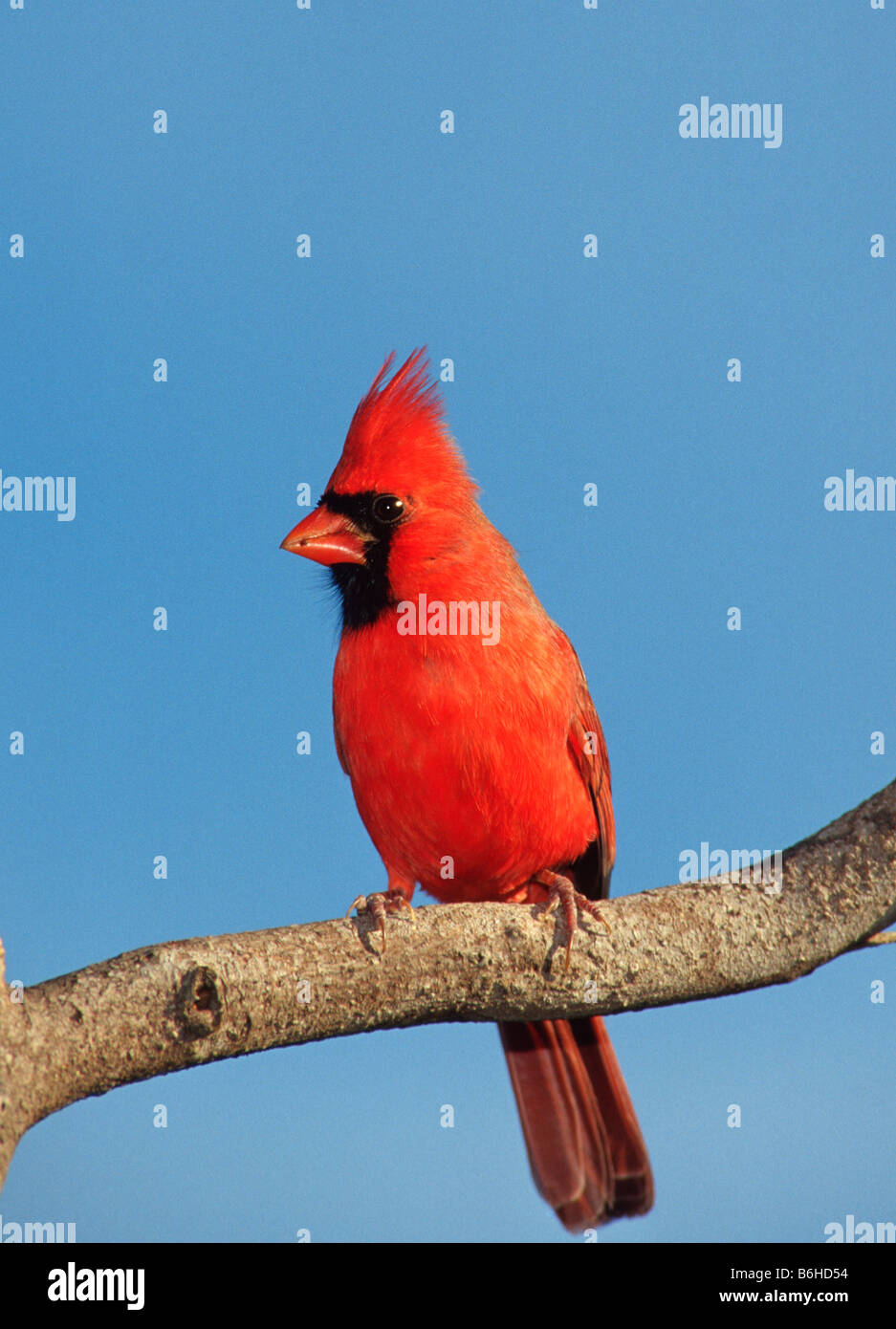 Northern Cardinal (Cardinalis cardinalis) male Stock Photo - Alamy