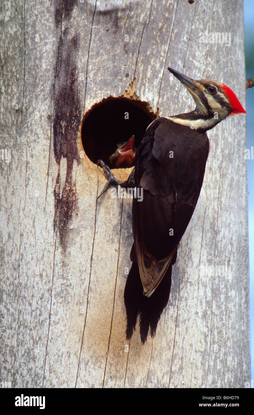 Juvenile Pileated Woodpecker High Resolution Stock Photography and ...