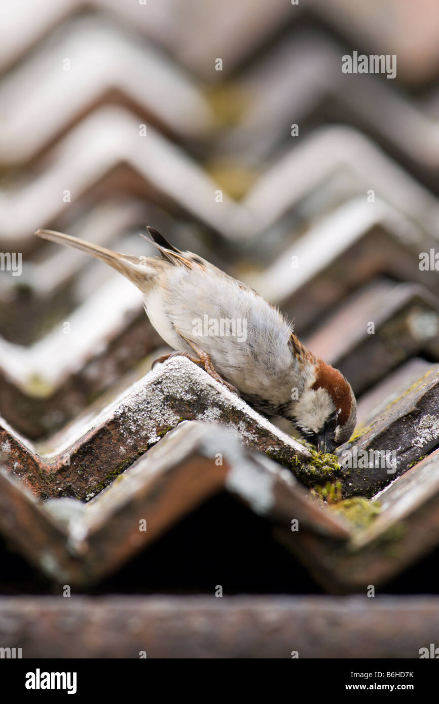 Sparrow birds hi-res stock photography and images - Alamy