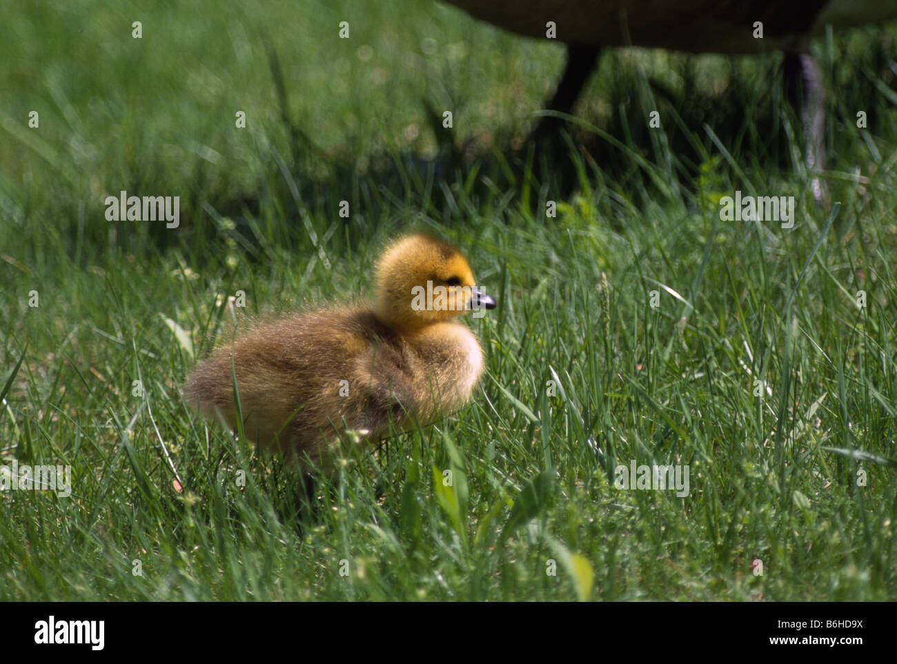 Immature branta canadensis hi-res stock photography and images - Alamy