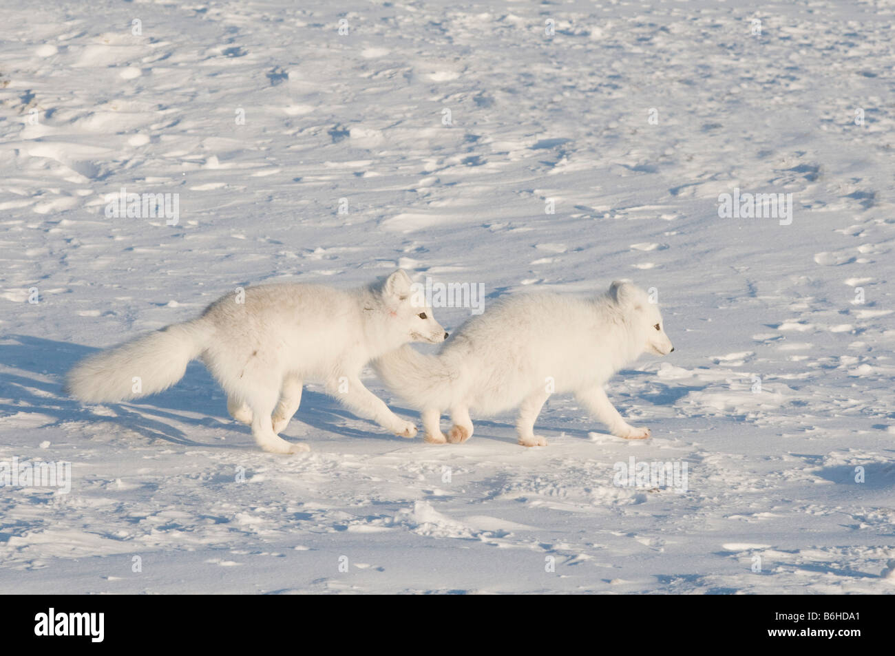 Arctic fox running hi-res stock photography and images - Alamy