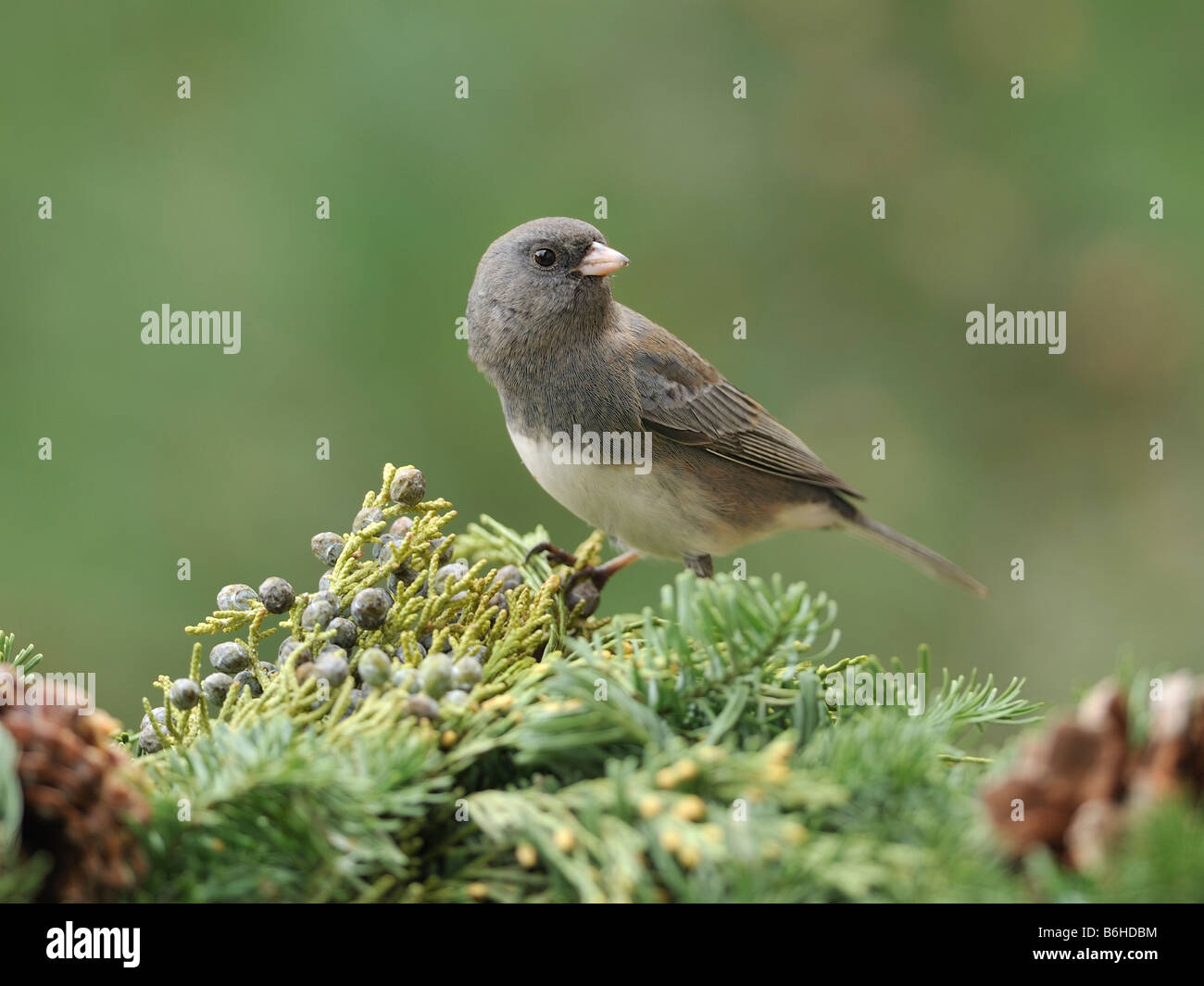 Grey junco bird hi-res stock photography and images - Alamy