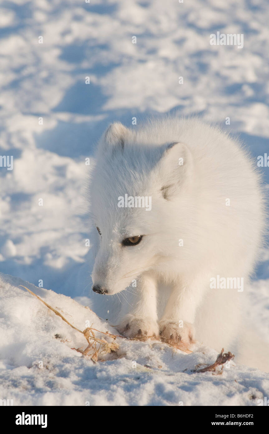 Arctic fox eating carcass hi-res stock photography and images - Alamy