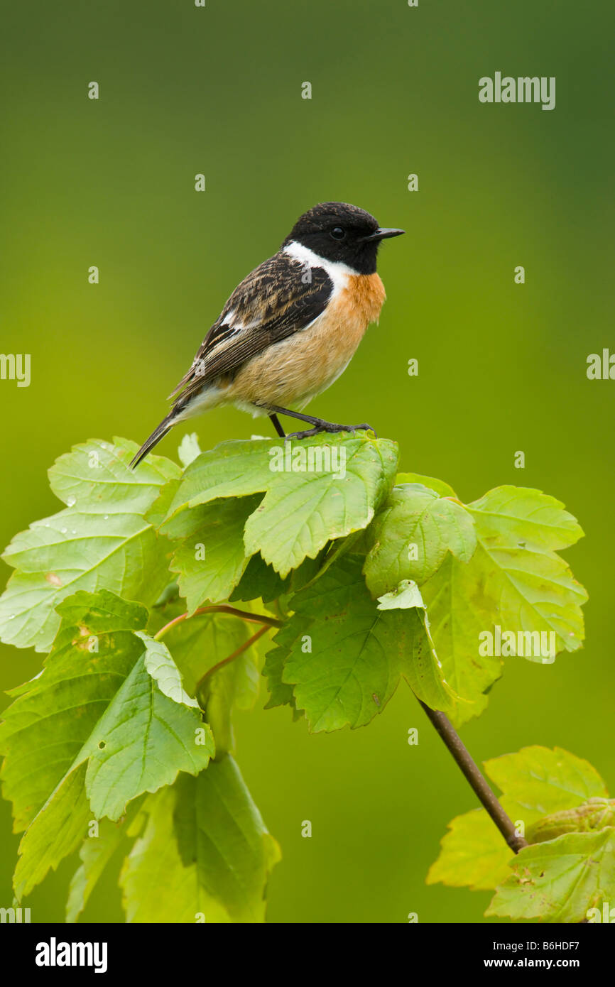 Adult stonechat hi-res stock photography and images - Alamy