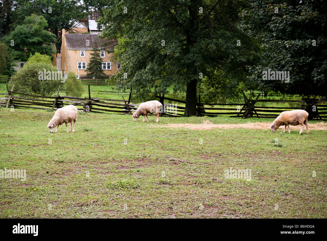 Three sheep grazing in a pastoral 18th century setting Stock Photo - Alamy