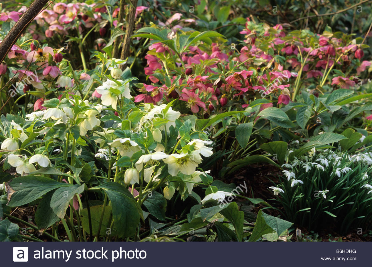 Spring Border Hellebores Stock Photos & Spring Border Hellebores Stock ...