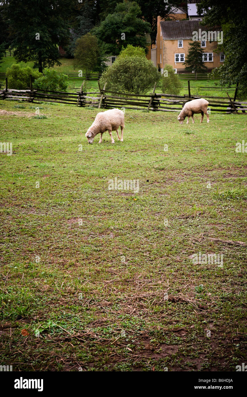 Two sheep grazing in a pastoral 18th century setting Stock Photo - Alamy