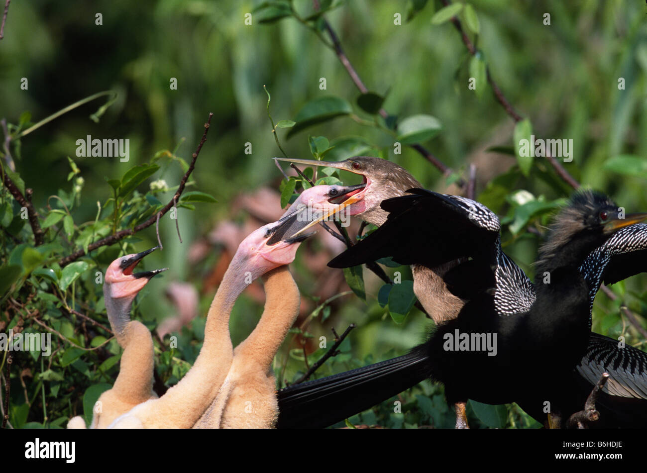 Female Anhinga (Anhinga anhinga) and chicks Stock Photo - Alamy