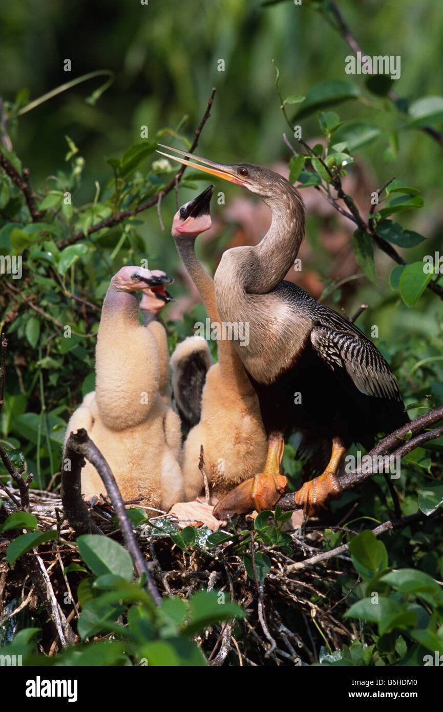 Female Anhinga (Anhinga anhinga) and chicks Stock Photo - Alamy