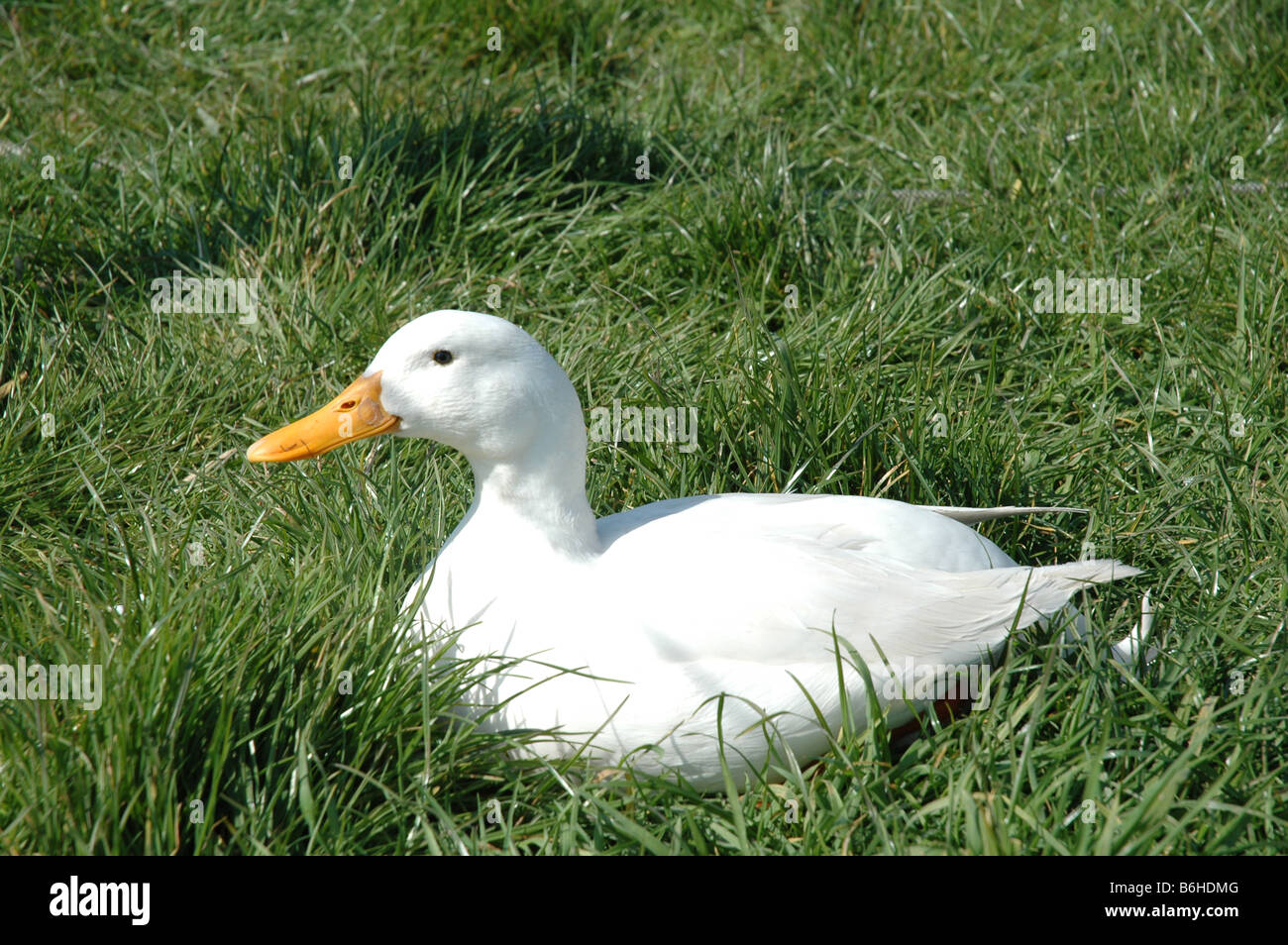 White duck sitting hi-res stock photography and images - Alamy