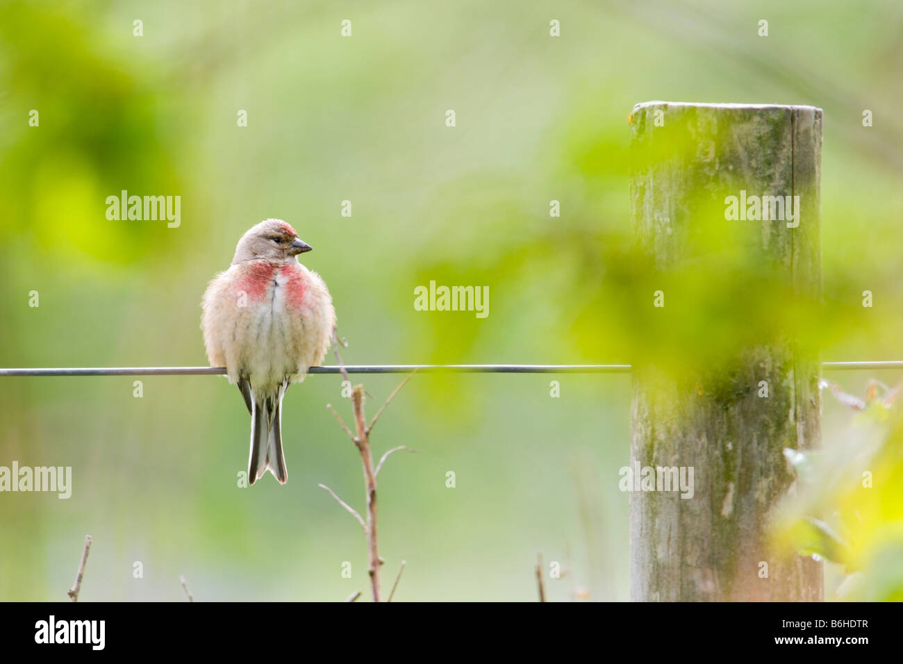 Linnet countryside bird hi-res stock photography and images - Alamy