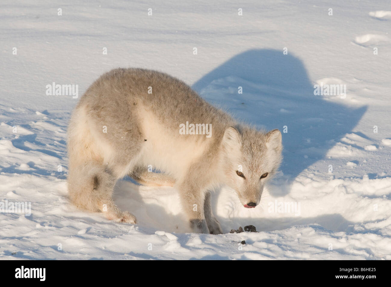 arctic fox Alopex lagopus adult in its summer coat travels the arctic ...
