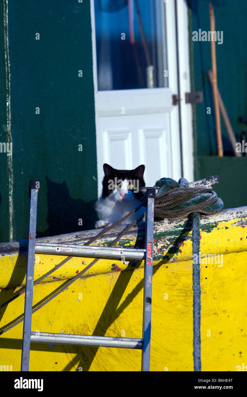 Cat On A House Boat Stock Photo - Alamy