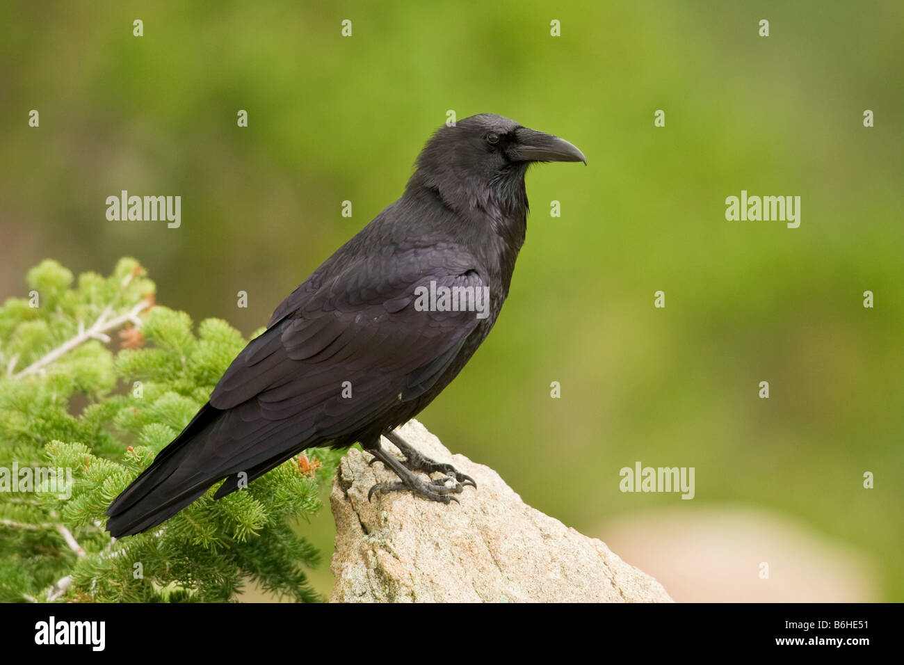 Common Raven (Corvus corax Stock Photo - Alamy