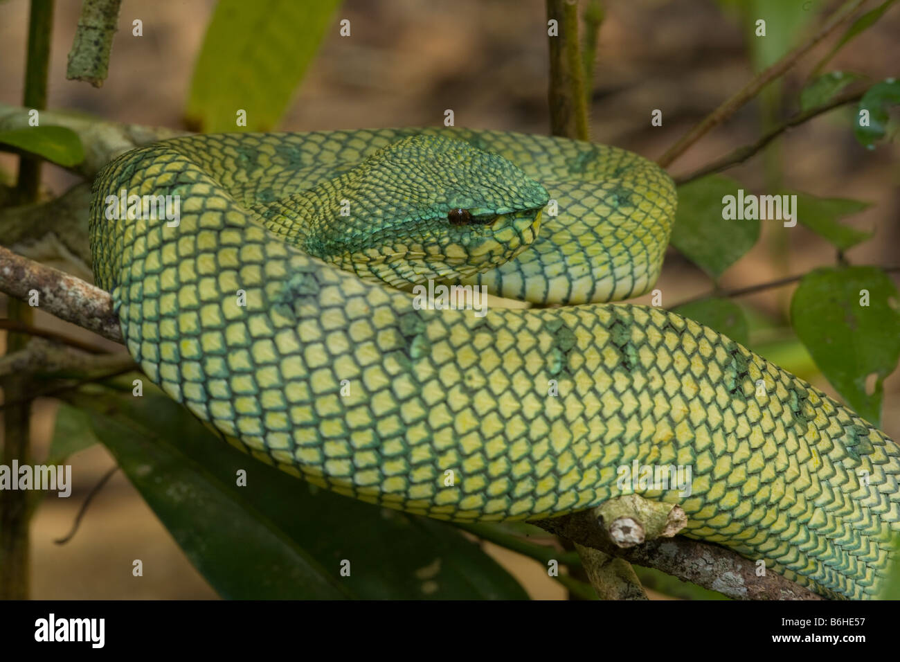 Venomous snake borneo hi-res stock photography and images - Alamy