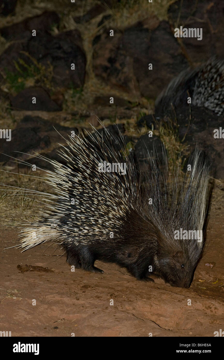 Crested Porcupine Foraging for Food at Night, Okonjima, Namibia Stock ...
