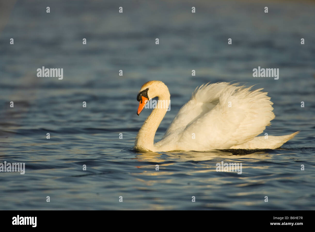 Mute Swan (Cygnus olor) with wings poised in dominance display Stock ...