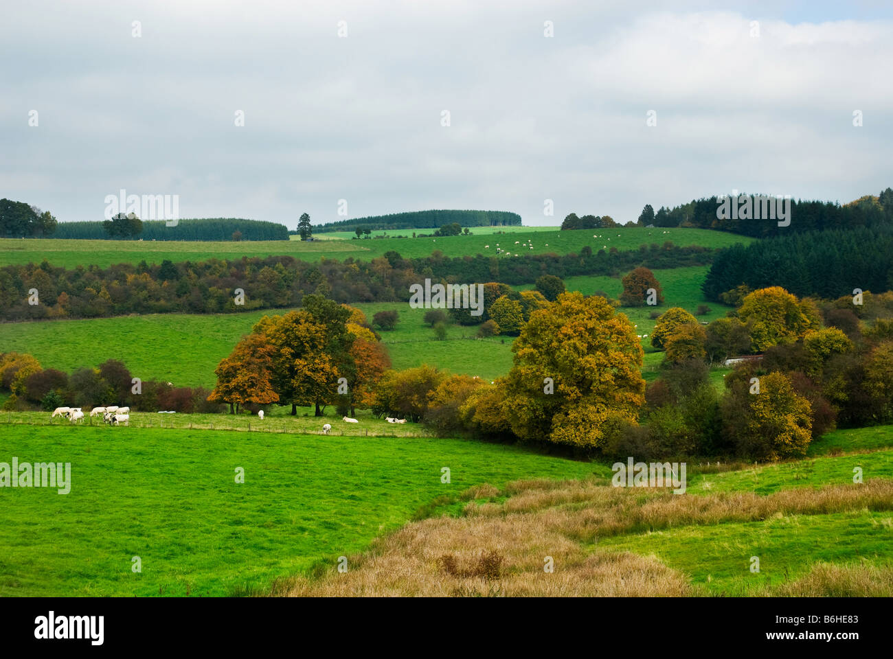 beautiful autumn country landscape in belgium Ardennes Stock Photo - Alamy