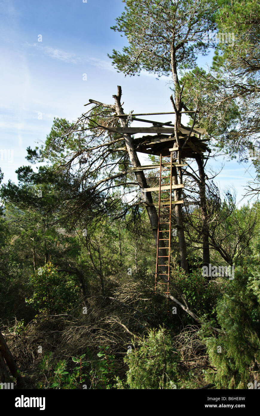 Boar hunt hi-res stock photography and images - Alamy