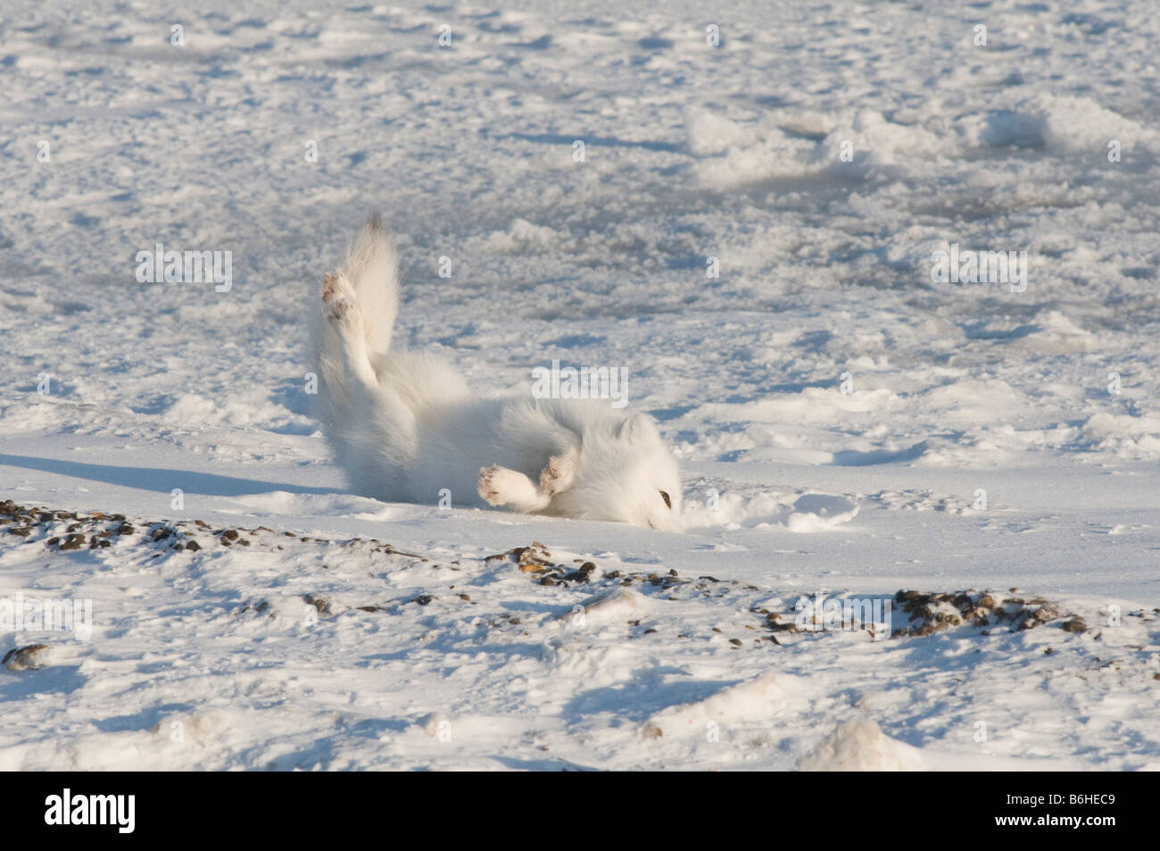 arctic fox Alopex lagopus adult in its winter coat rolls around in the ...
