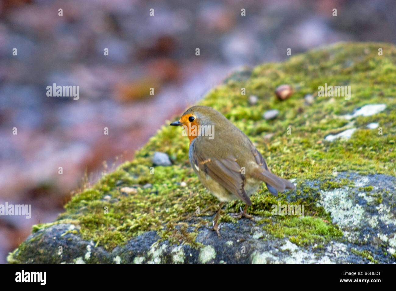Robin sitting hi-res stock photography and images - Alamy