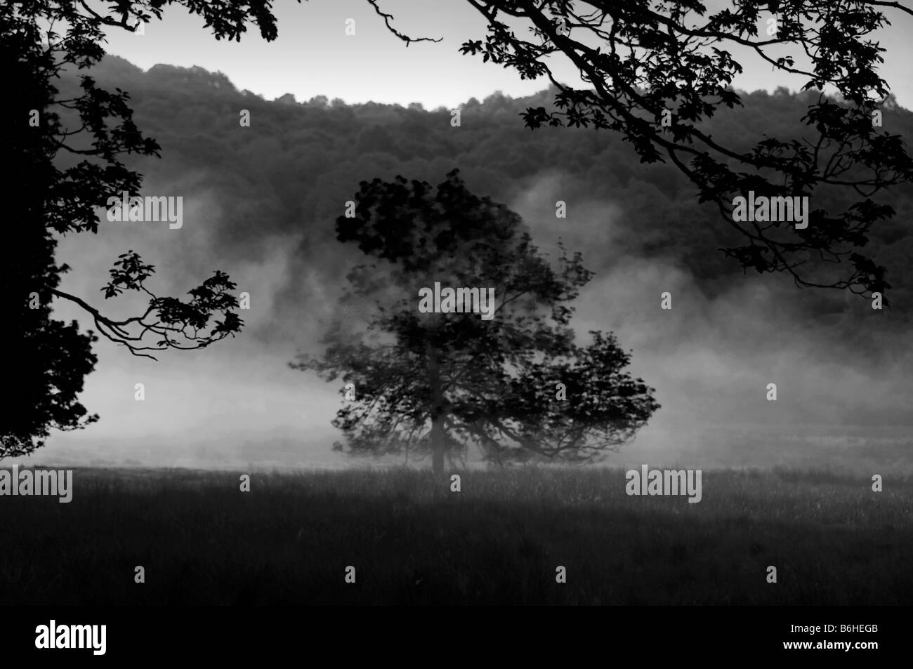 Lone Tree in the mist Stock Photo - Alamy