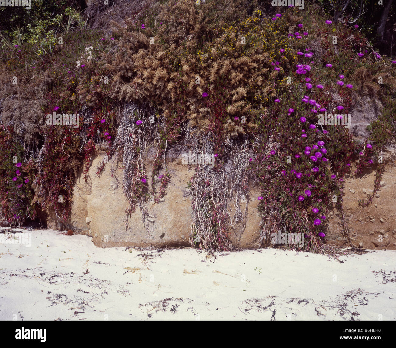 Scilly wild flowers hi-res stock photography and images - Alamy