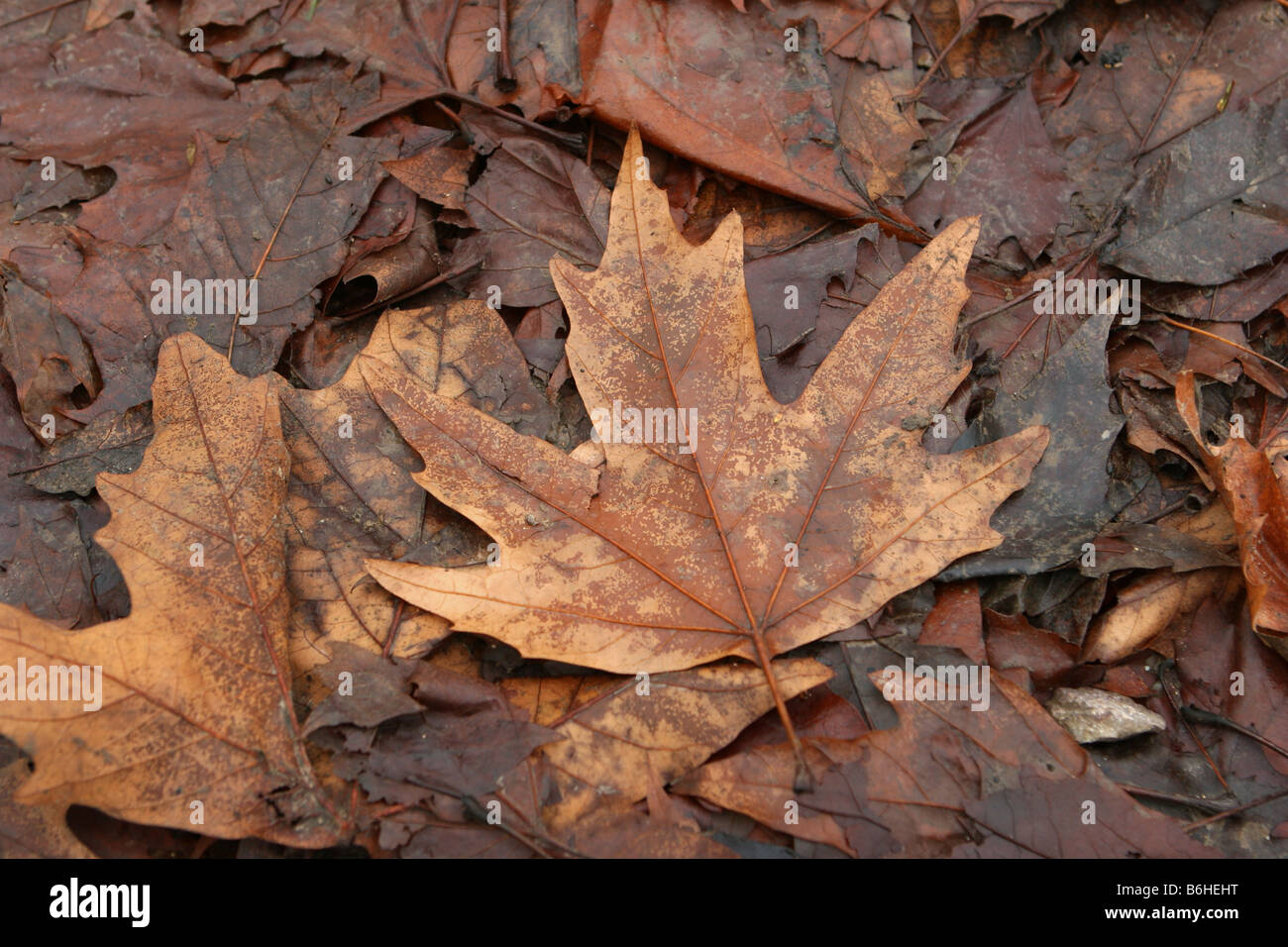 Leaf life cycle colours hi-res stock photography and images - Alamy