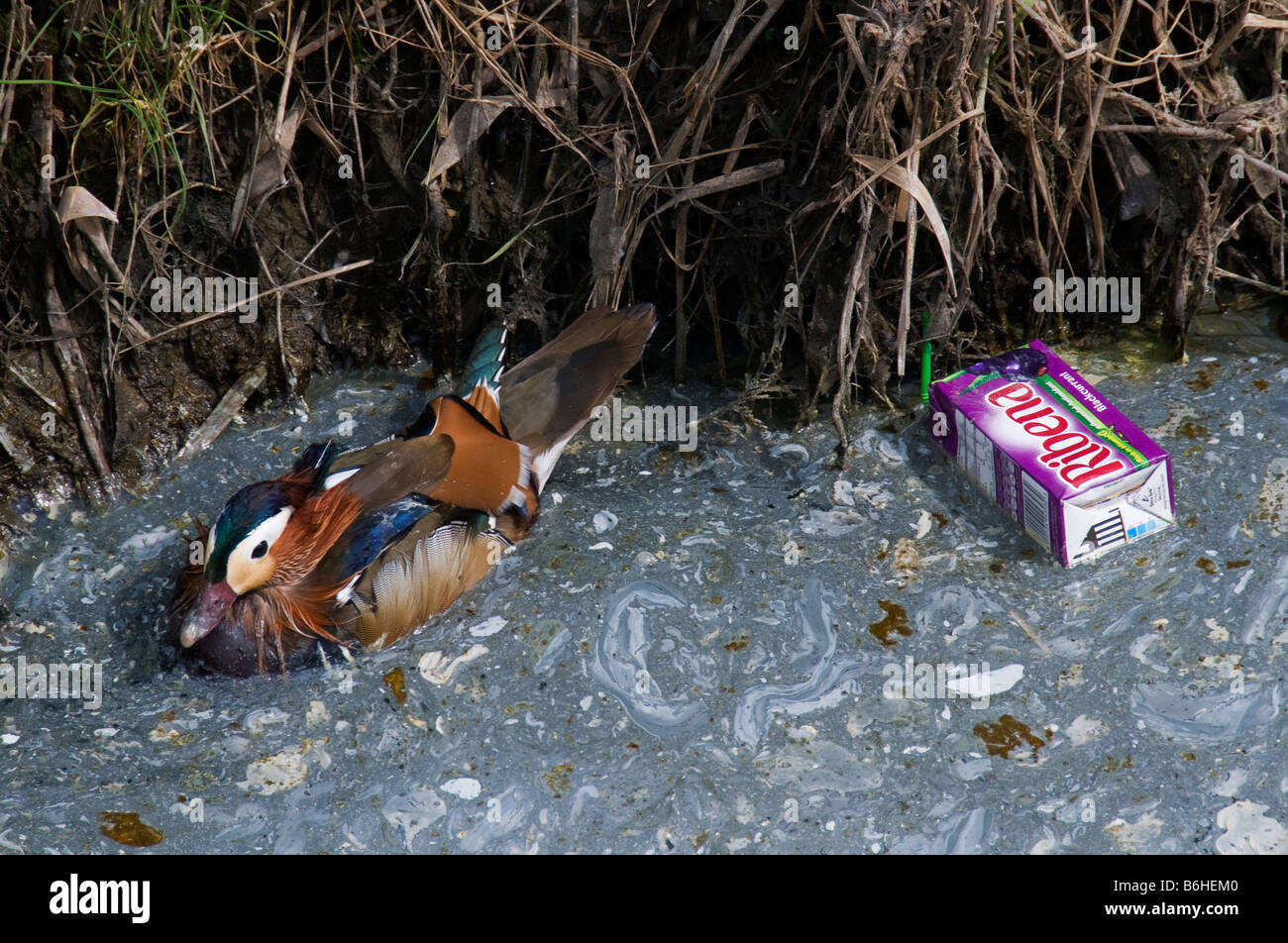 Sick duck hi-res stock photography and images - Alamy