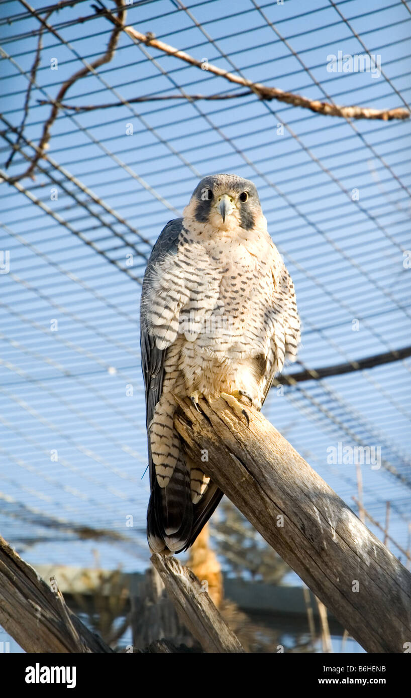 Falcon in cage hi-res stock photography and images - Alamy