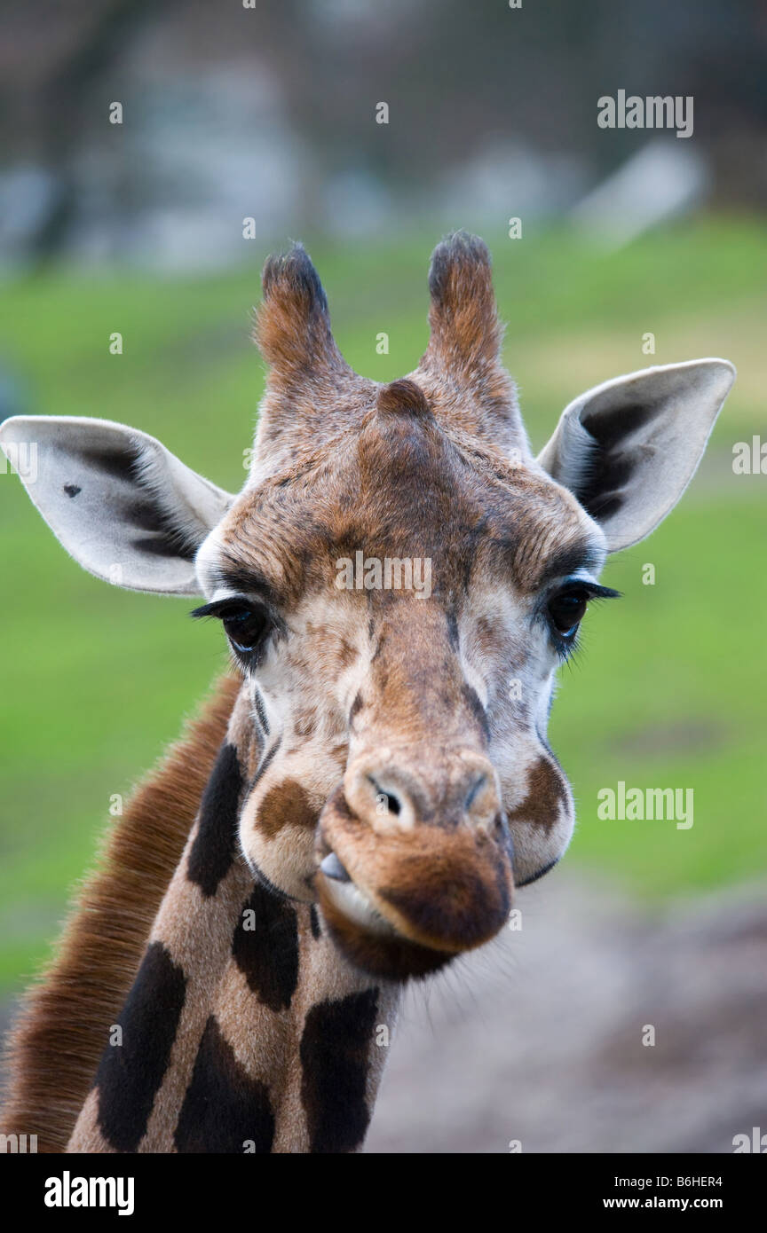 close up of a cute giraffe Stock Photo - Alamy