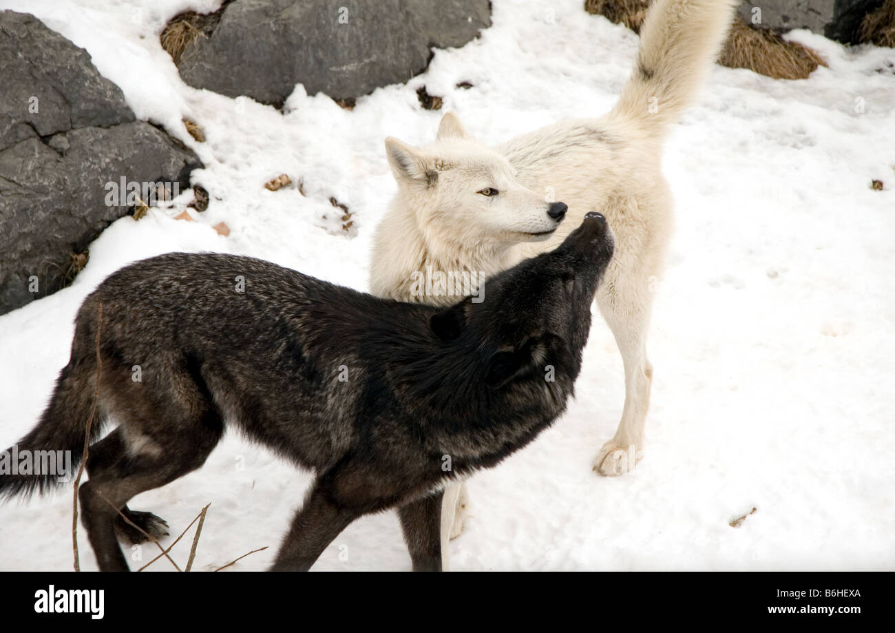 Wolves snow hi-res stock photography and images - Alamy