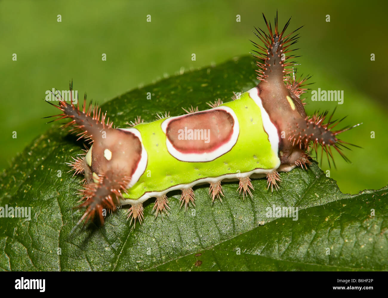 Slug moth caterpillars hi-res stock photography and images - Alamy