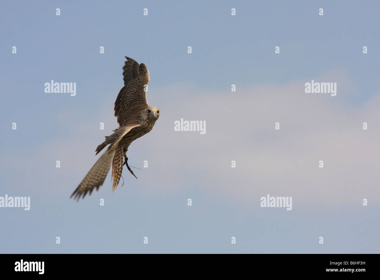 Gyr saker falcon hi-res stock photography and images - Alamy