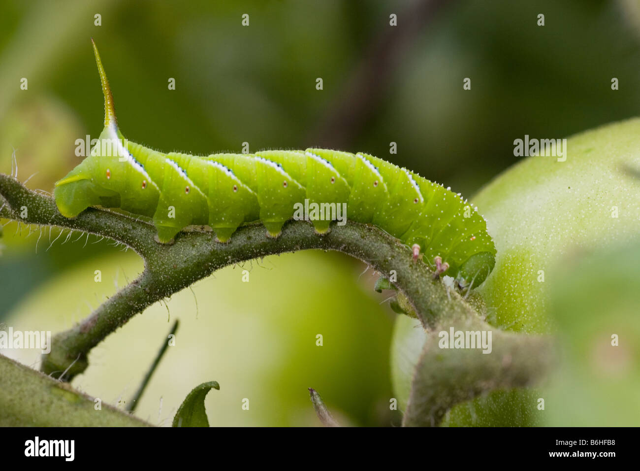 Tobacco Hornworm Manduca sexta Sometimes confused for the Tomato ...