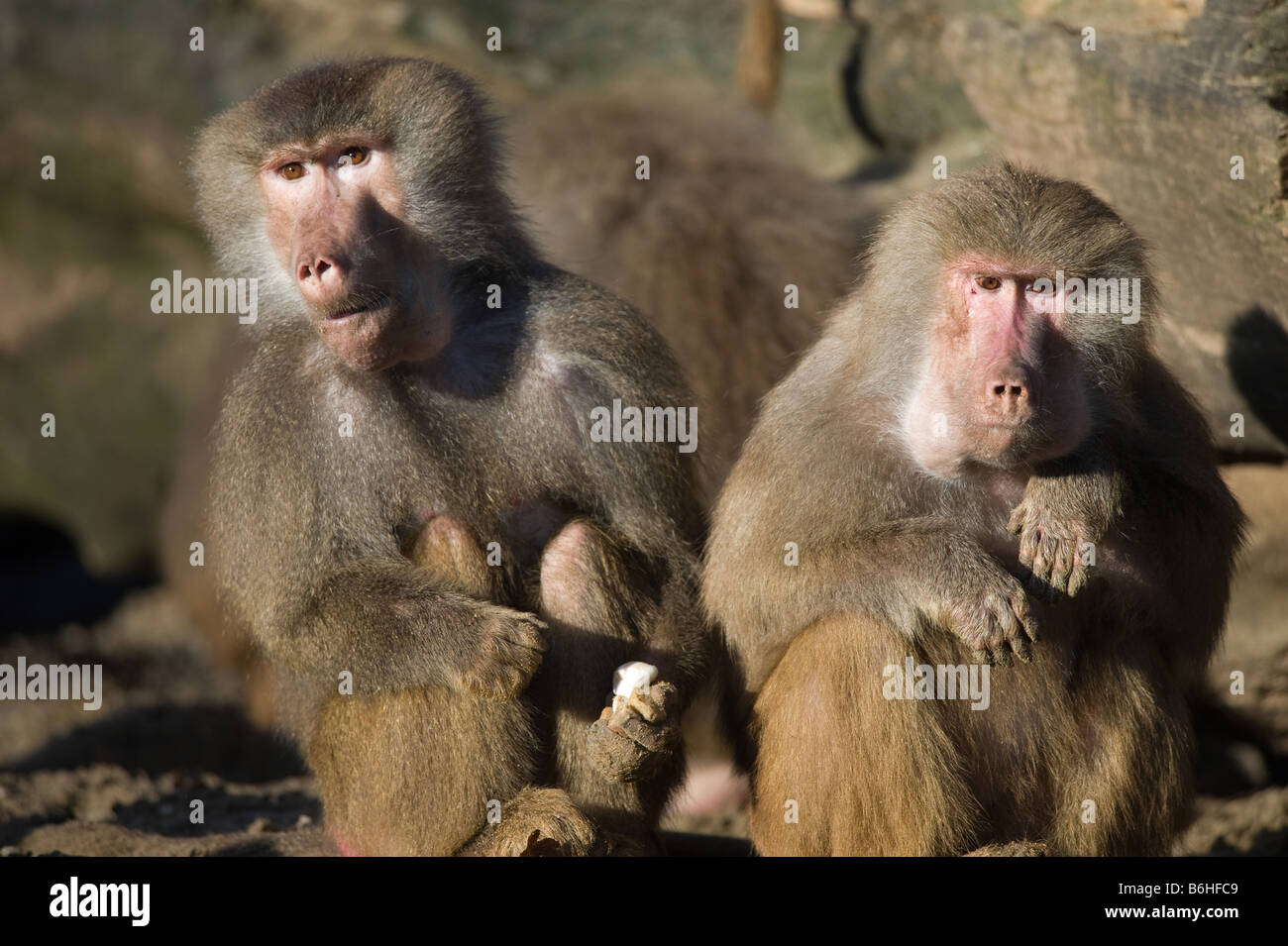 Two baboons hi-res stock photography and images - Alamy